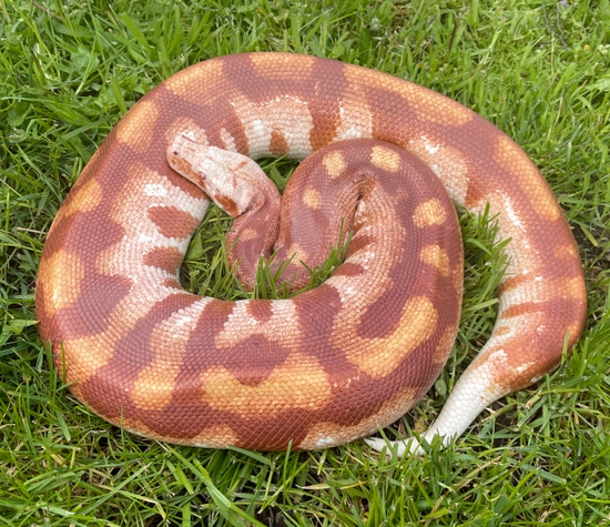 Adult Female T-Albino Blood Python by Ōna’s Exotics