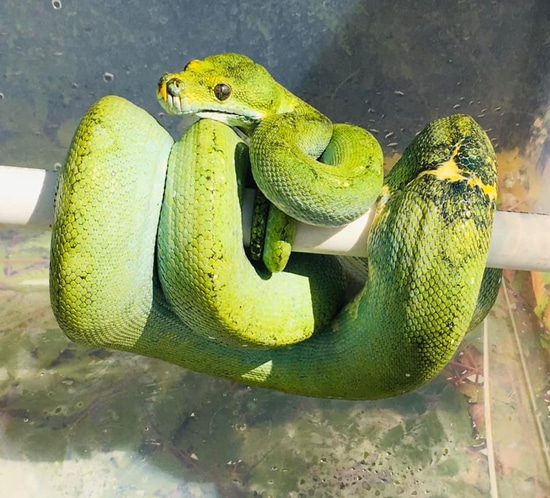 Biak Adult Female Green Tree Python by Ōna’s Exotics