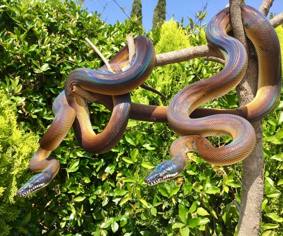 Adult Pair Northern White Lipped Pythons White-Lipped Python by Ōna’s ...