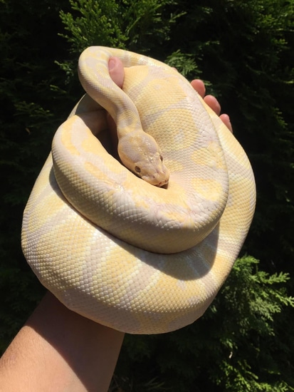 Lavender Ball Python by Ōna’s Exotics