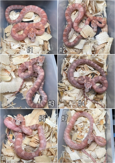 Male Orchids Corn Snake by Ōna’s Exotics