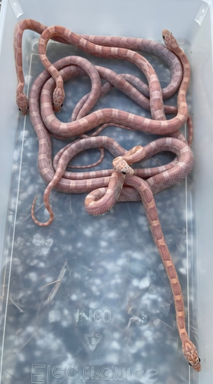 Male Orchids Corn Snake by Ōna’s Exotics