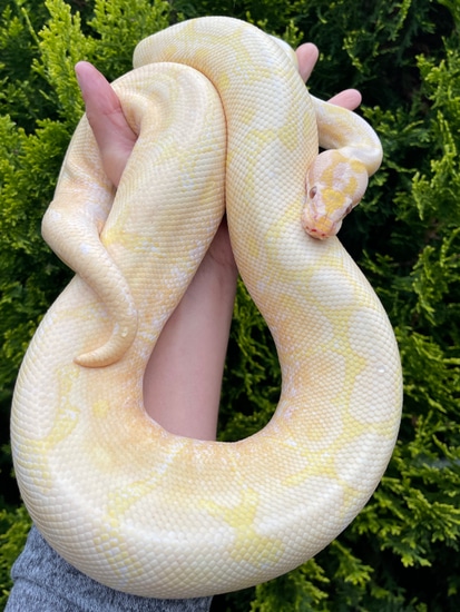 Lavender Albino Spider Ball Python by Ōna’s Exotics
