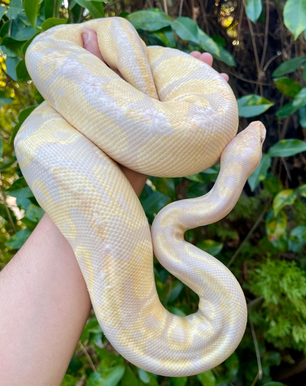 Lavender Albino Ball Python by Ōna’s Exotics