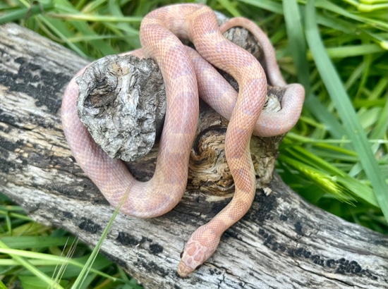 Orchids Corn Snake by Ōna’s Exotics