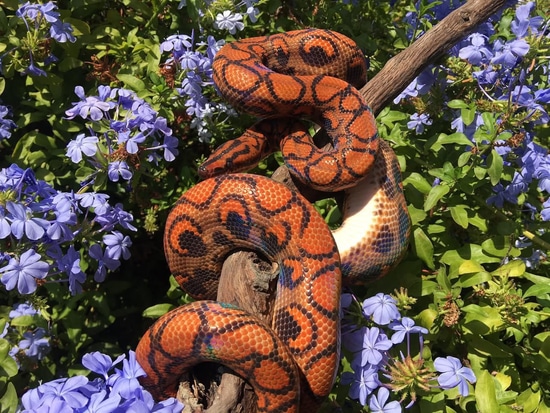 High Orange Brazilian Rainbow Boa by Ōna’s Exotics