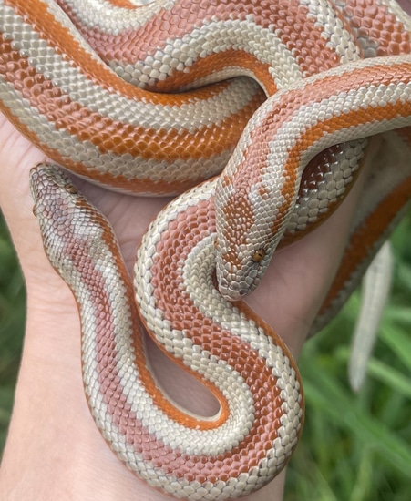 Flame Bay Of LA Sub Adult Pair Rosy Boa by Ōna’s Exotics
