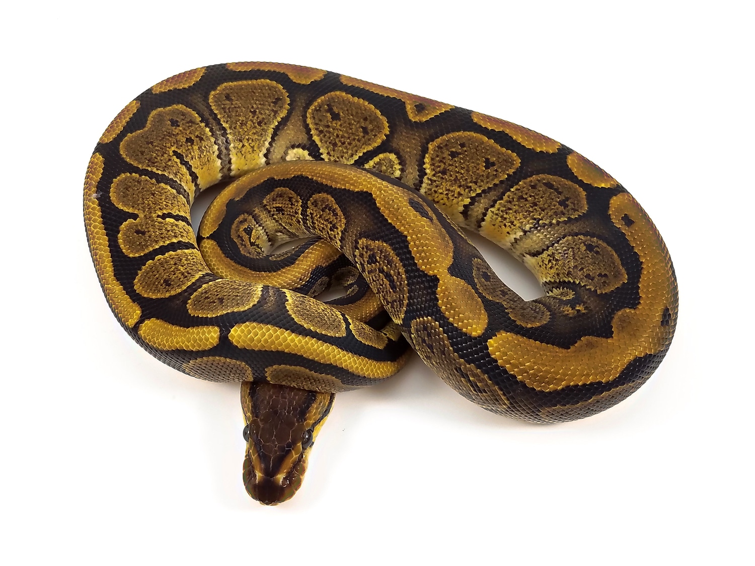 Red Stripe Yellowbelly Pos Het Clown Ball Python by Rehker Reptiles ...