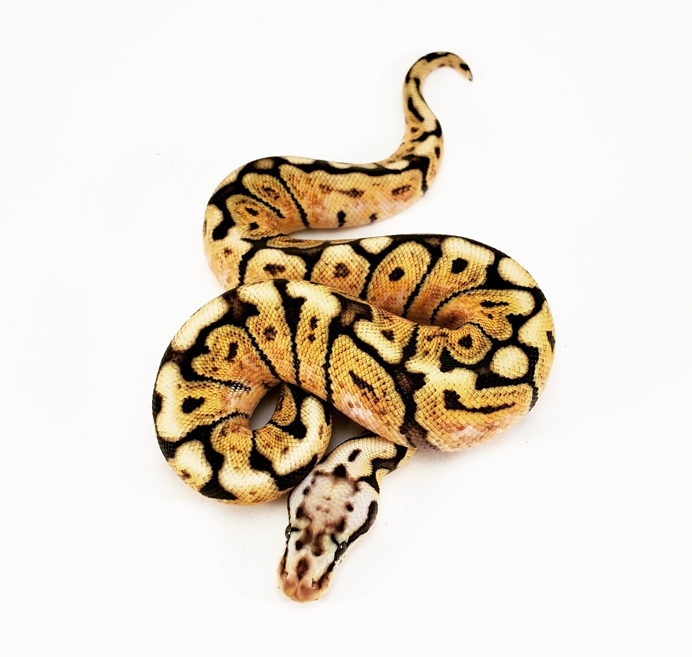 GHI Mojave Pastel Spider Ball Python by Rehker Reptiles - MorphMarket