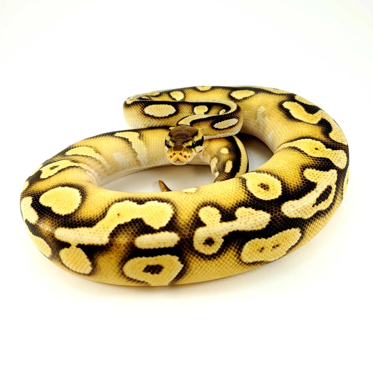 Super Orange Dream Mojave Pastel Yellowbelly Pdh Clown Pied Ball Python ...