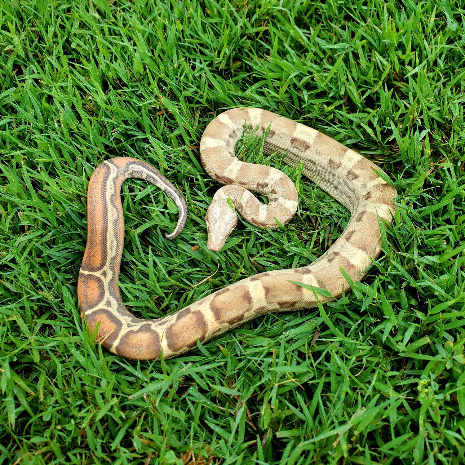 Jungle Motley Pink Panther VPI Boa Constrictor by Rehker Reptiles - MorphMarket