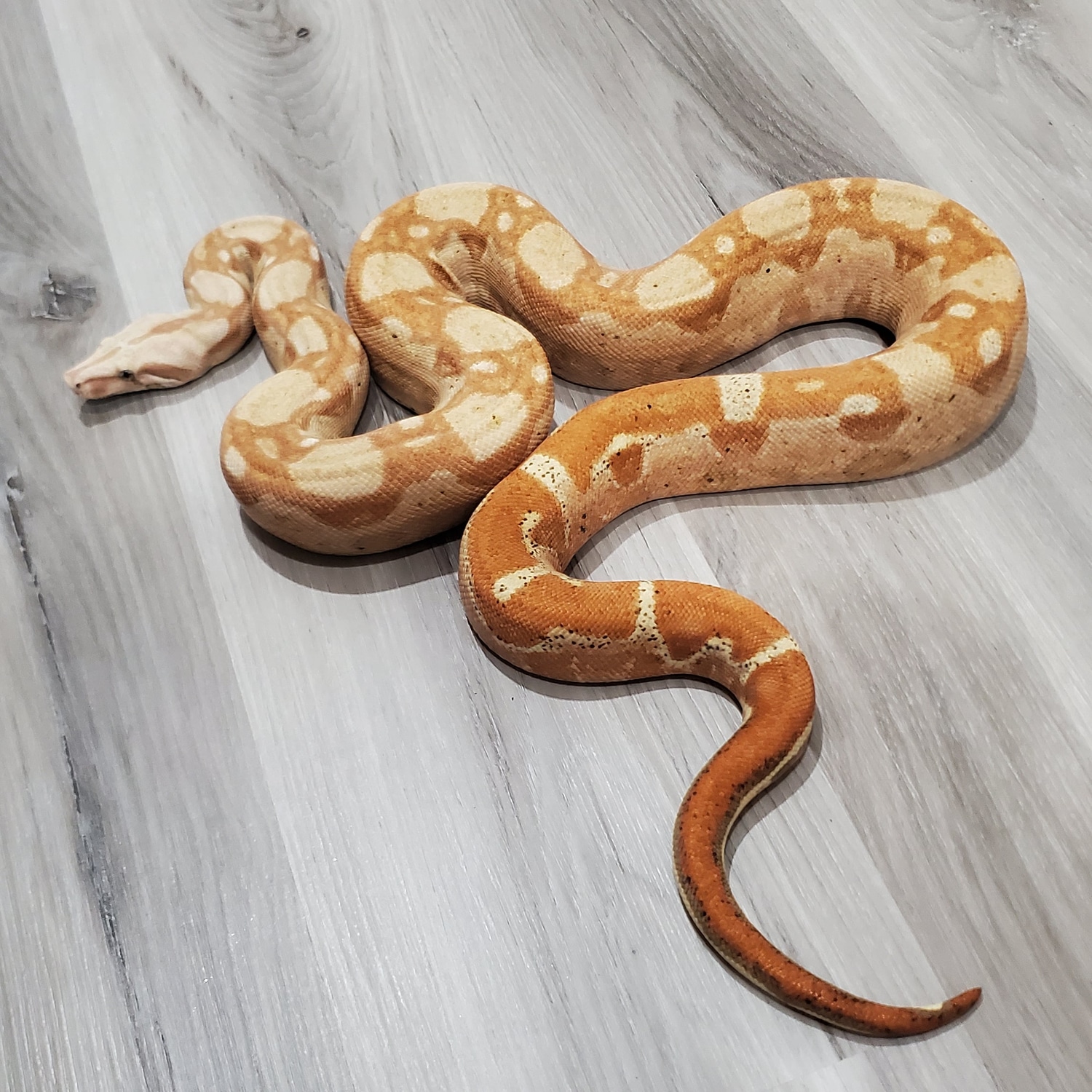 VPI+ Sunglow Aztec Boa Constrictor by Rehker Reptiles - MorphMarket