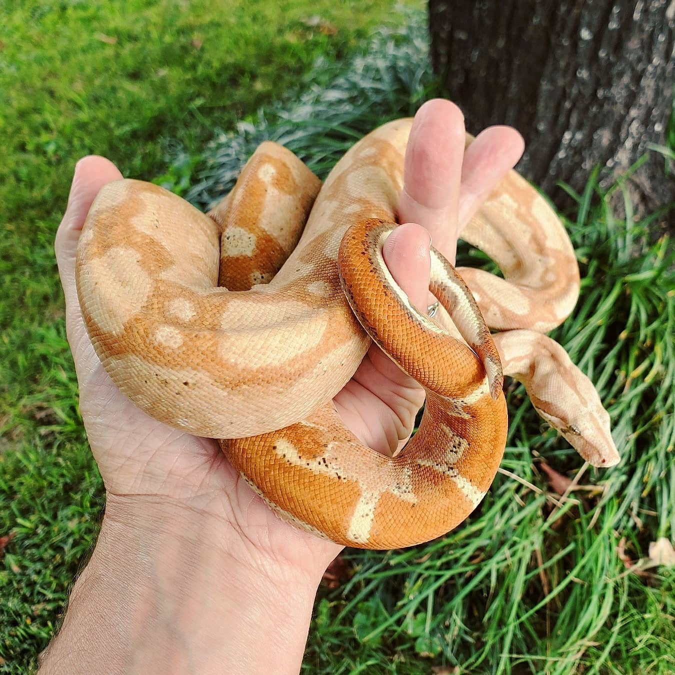 VPI+ Sunglow Aztec Boa Constrictor by Rehker Reptiles - MorphMarket