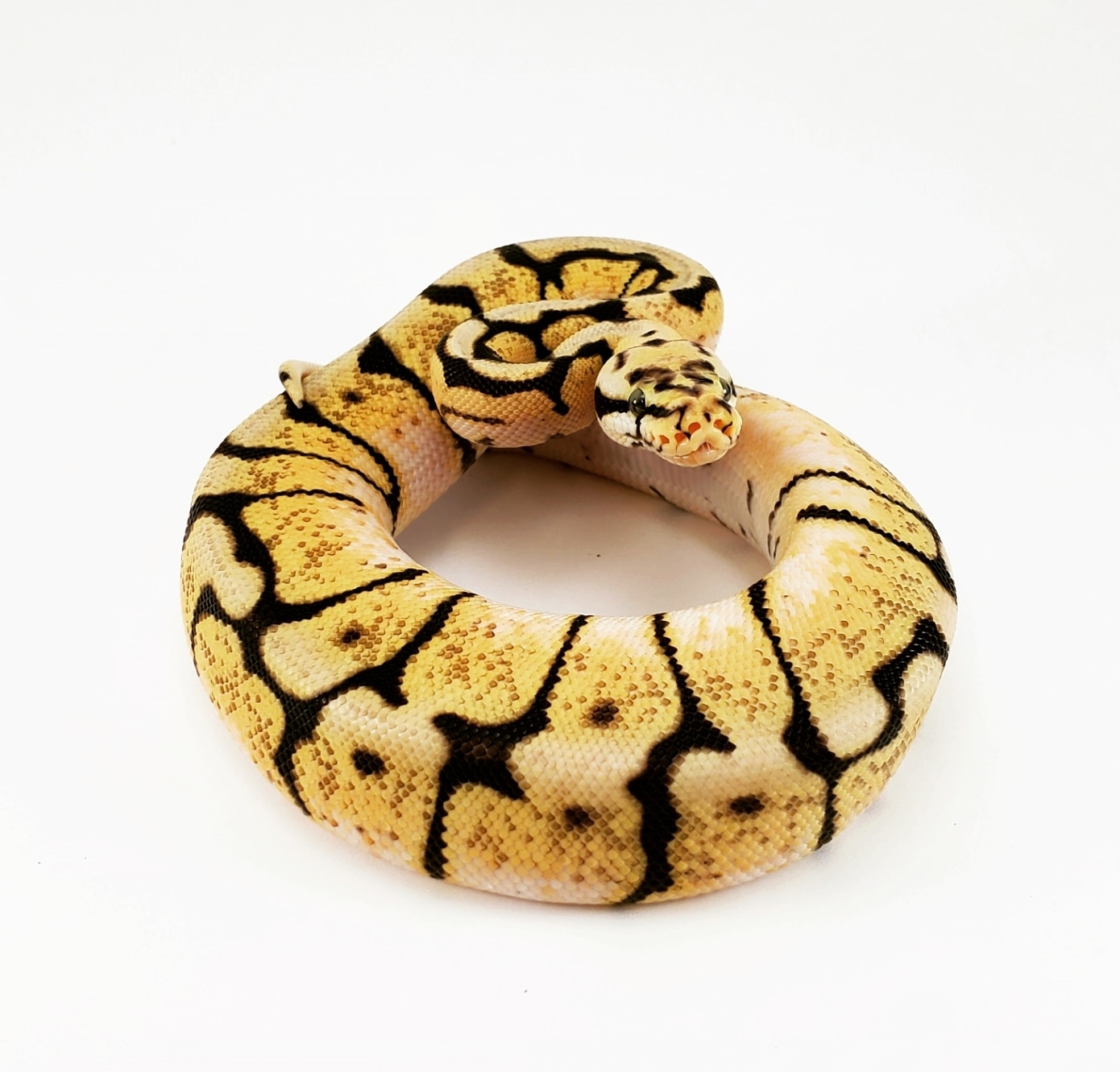 Bumblebee Enchi 100% Het Desert Ghost 100% Het Ghost 50% Clown Ball ...