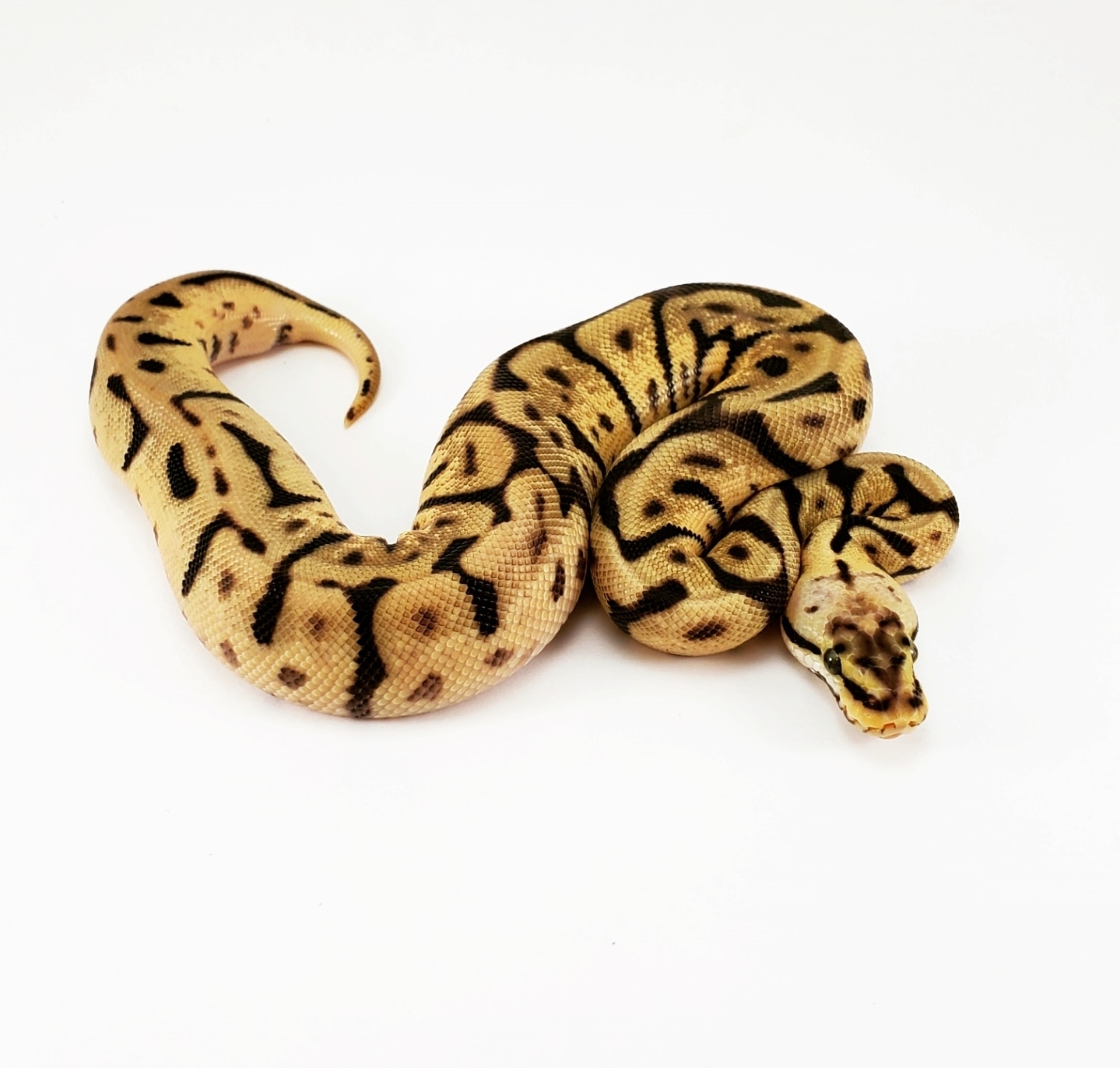 Bumblebee Leopard 100% Het Desert Ghost 100% Het Ghost 50% Clown Ball ...