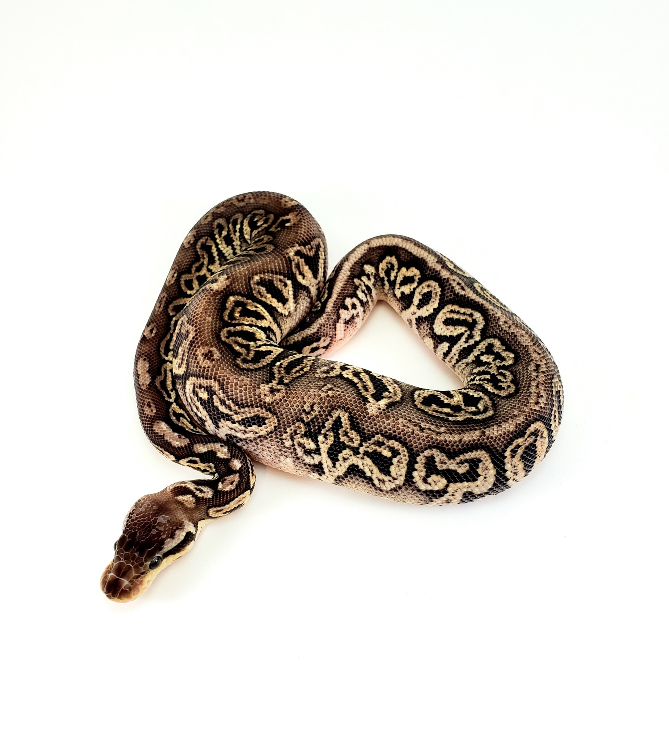 Black Pewter Trick 66% Het Clown Ball Python by Rehker Reptiles ...