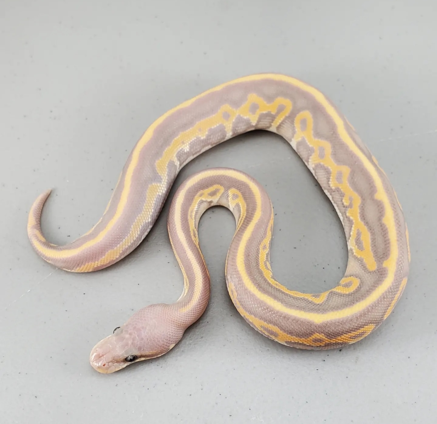 Cinnamon Coral Glow Leopard Mojave 50% Het Hypo (Mr. Freckles Lineage) Ball Python by Rehker ...