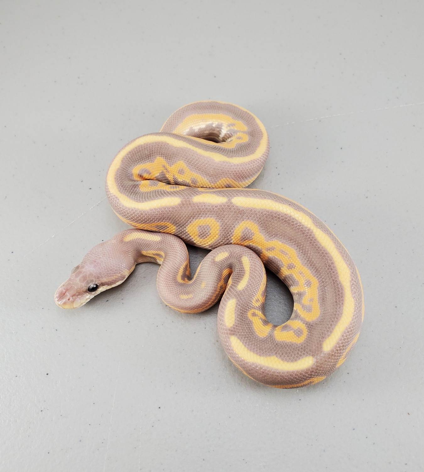Coral Glow Leopard Mojave 50% Het Hypo (Mr. Freckles Lineage) Ball Python by Rehker Reptiles ...
