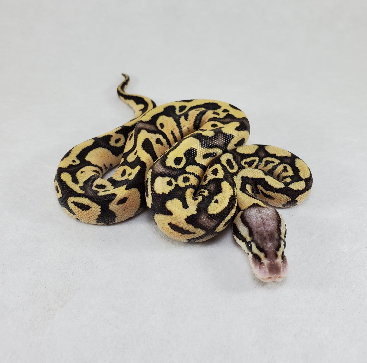 Firefly 100% Desert Ghost 66% Clown 50% Hypo Ball Python by Rehker ...