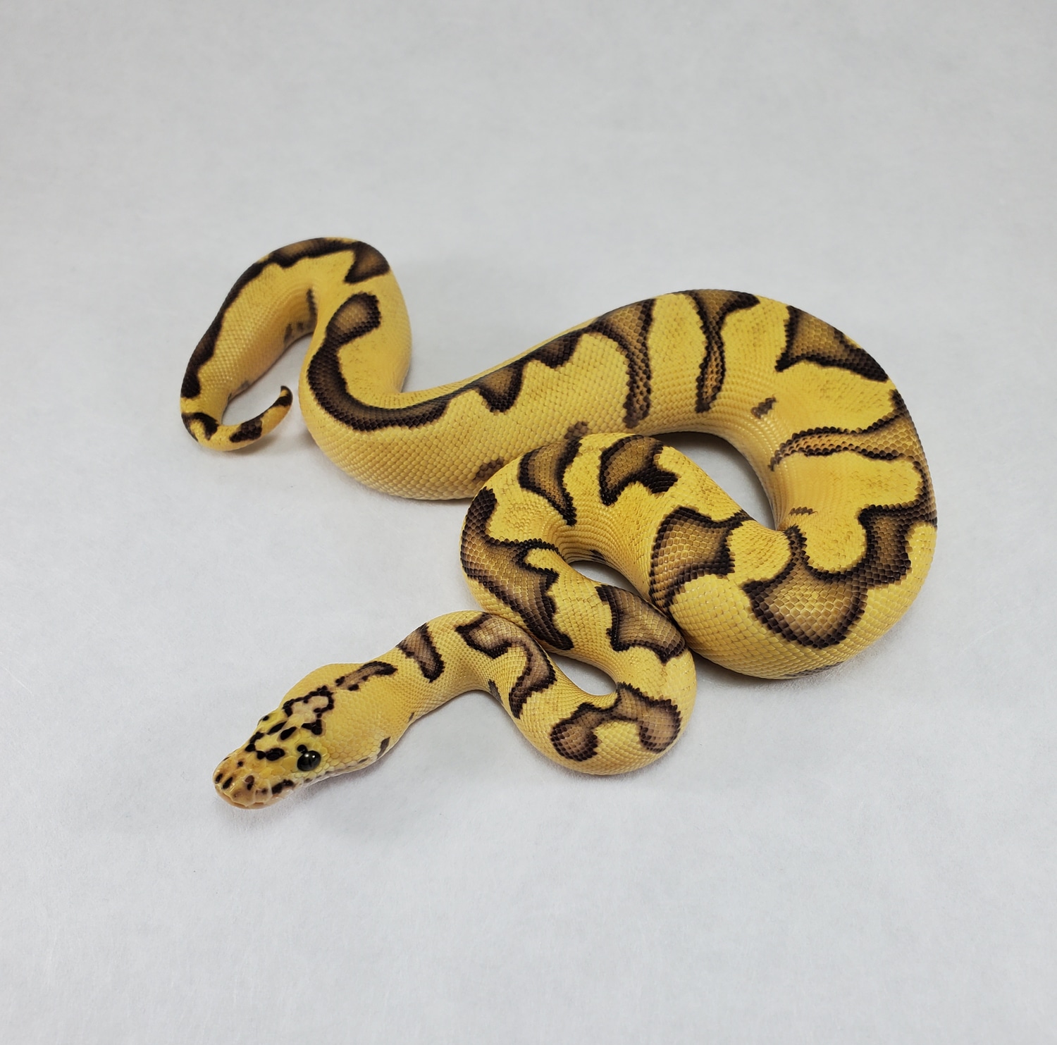 Enchi Firefly Clown 100% Desert Ghost 50% Hypo Ball Python by Rehker ...