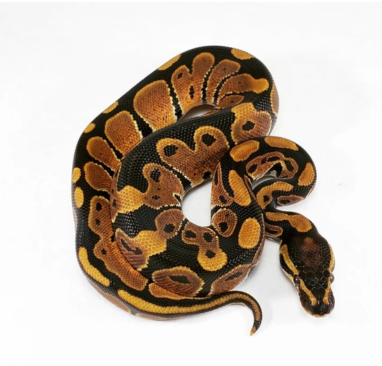 Nr Mandarin Poss Het Clown Ball Python by Rehker Reptiles