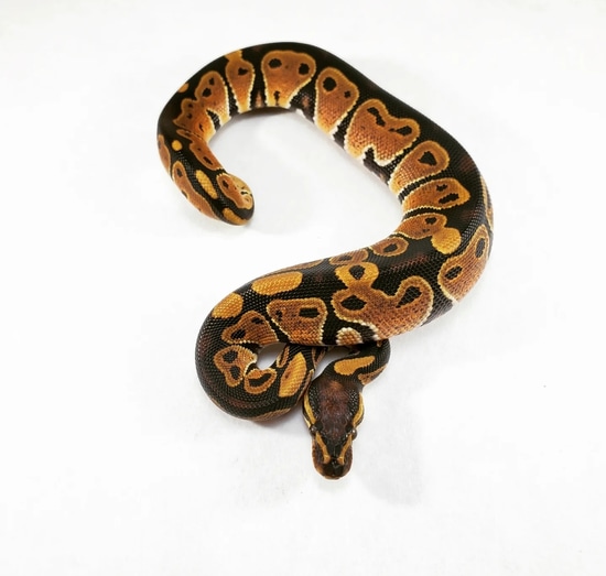 Nr Mandarin Poss Het Clown Ball Python by Rehker Reptiles