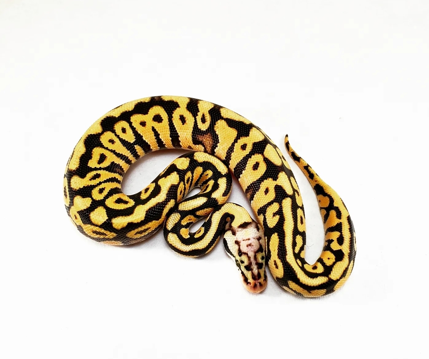 Enchi Pastel Spotnose 100% Desert Ghost 50% Hypo 50% Clown Ball Python ...