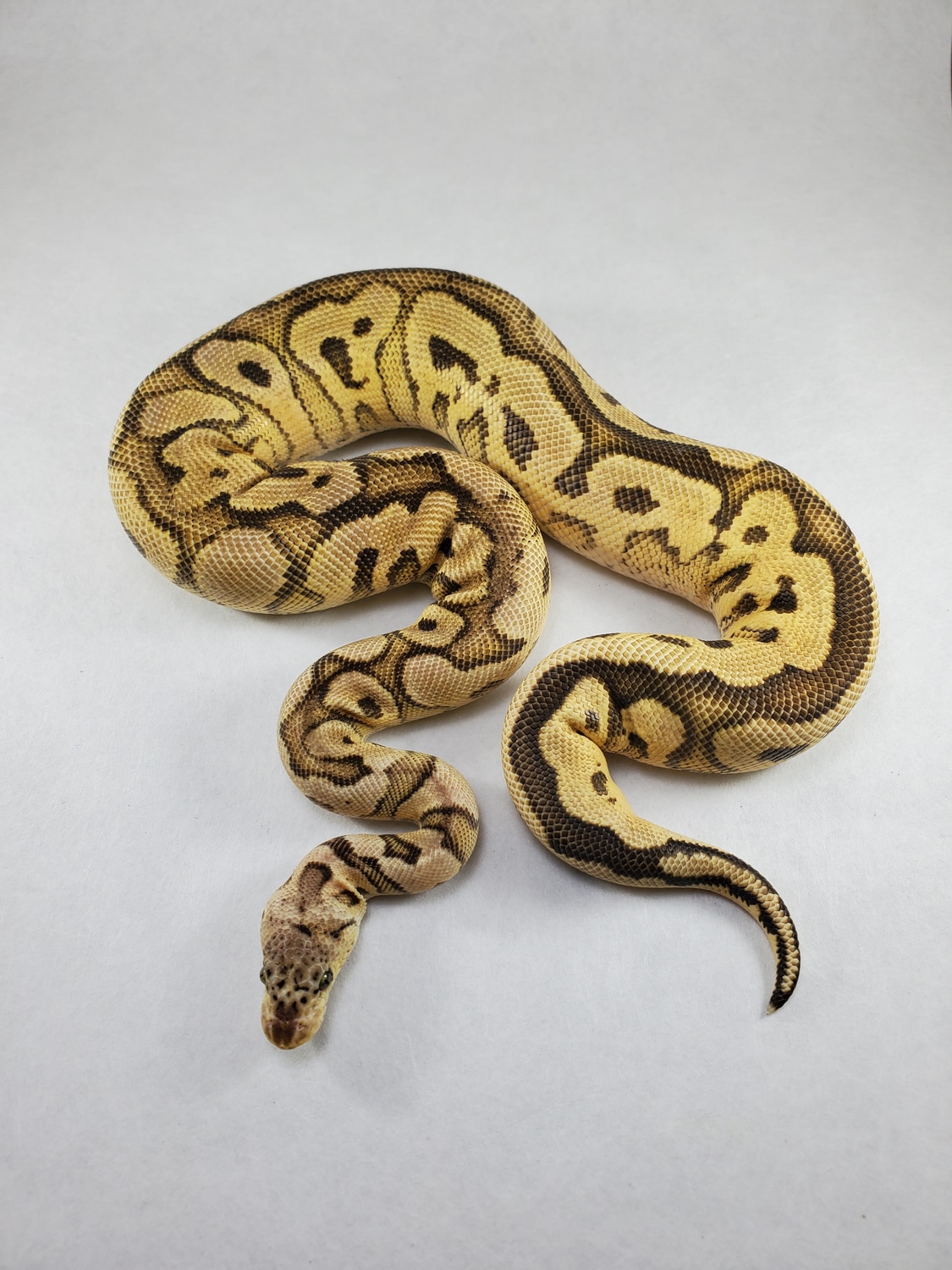 Pastel Yellowbelly Clown Ball Python by Rehker Reptiles - MorphMarket
