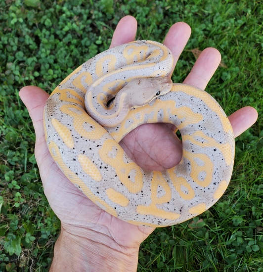 Cinnamon Coral Glow 50% Hypo Ball Python by Rehker Reptiles