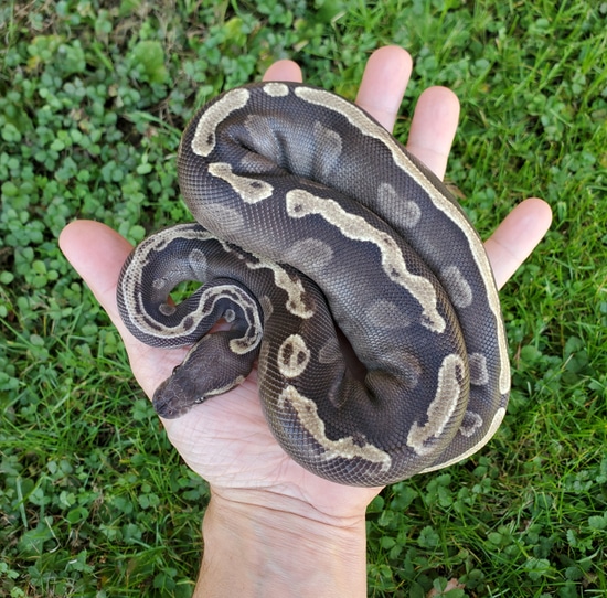 GHI Mojave Pos Yellowbelly 50% Het Clown Pos Het Hypo Ball Python by ...