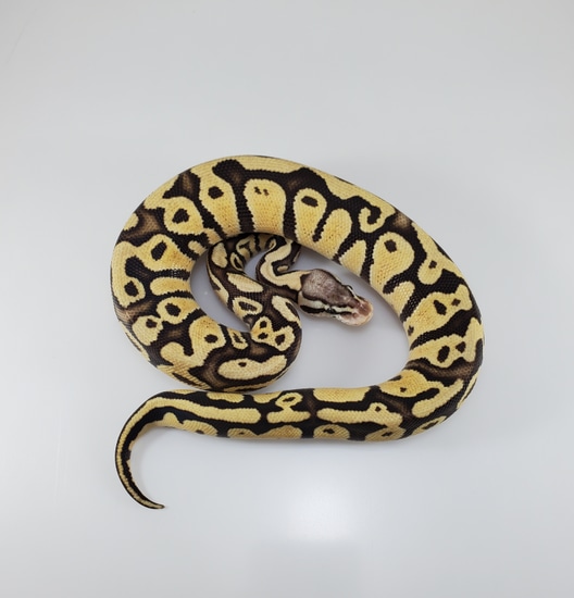 Firefly 100% Desert Ghost 66% Clown 50% Hypo Ball Python by Rehker Reptiles