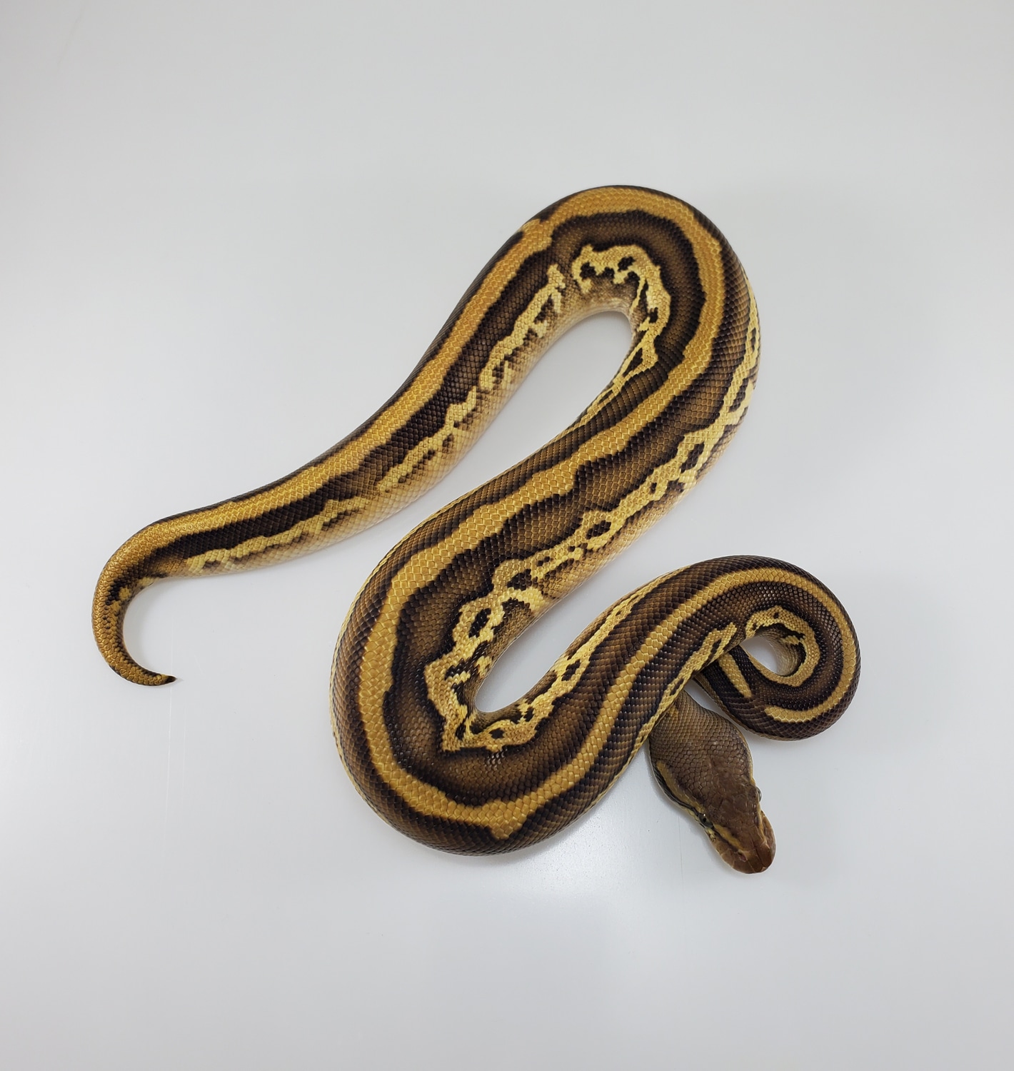 Leopard Mojave Orange Dream 100% Het Pied Ball Python by Rehker ...