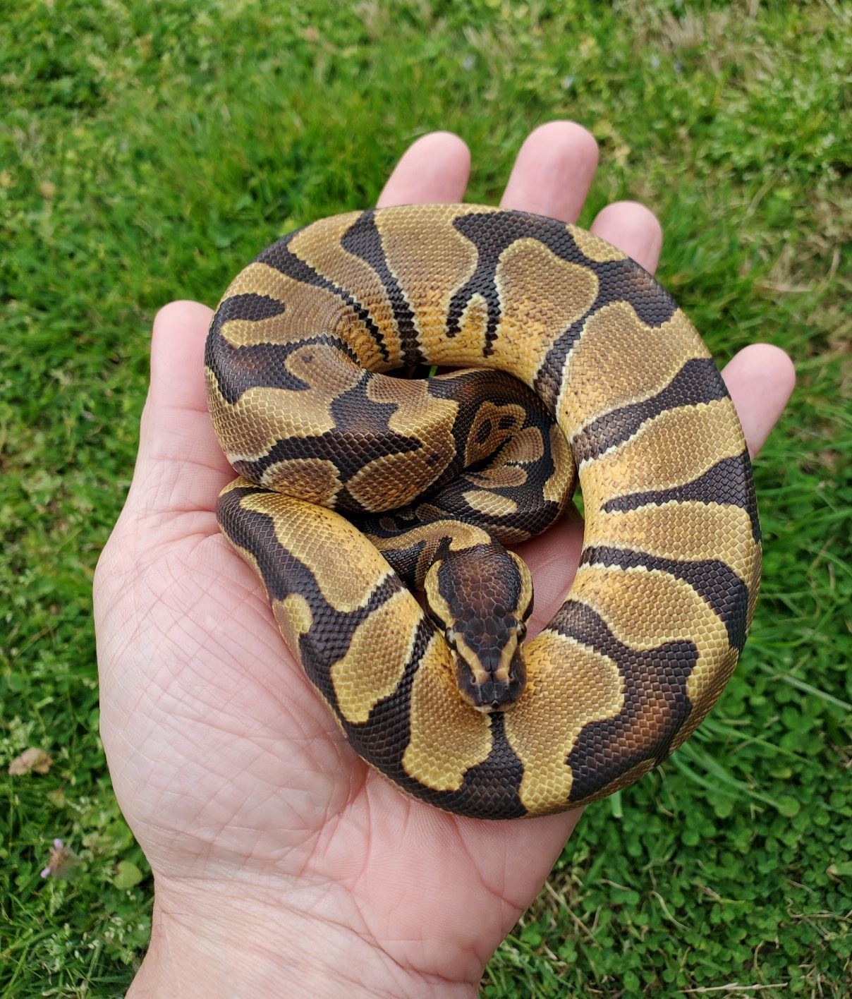 Enchi Nr Mandarin Poss Het Clown Ball Python by Rehker Reptiles ...