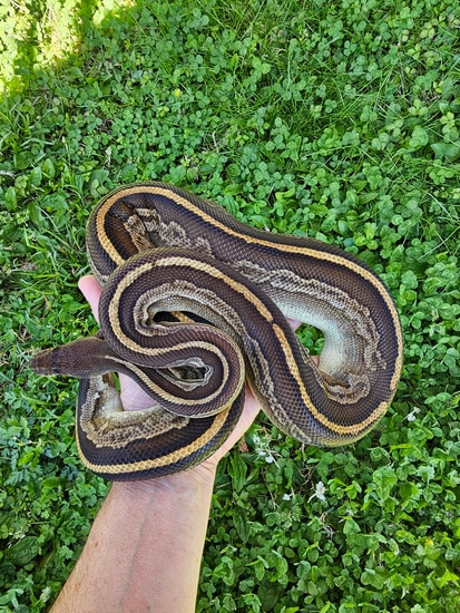 Bongo Cinnamon Ball Python by Rehker Reptiles
