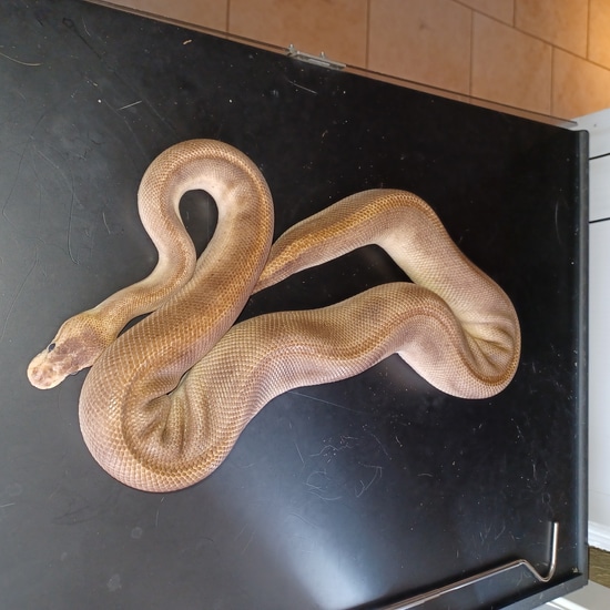 Champagne Het Axanthic VPI Ball Python by Slitherers & Crawlers