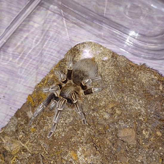Aphonopelma Seemanni Tarantula by Slitherers & Crawlers