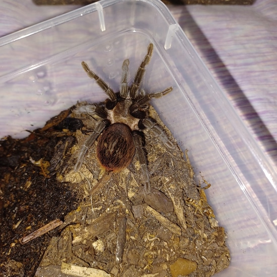 Tliltocatl Verdezi Tarantula by Slitherers & Crawlers