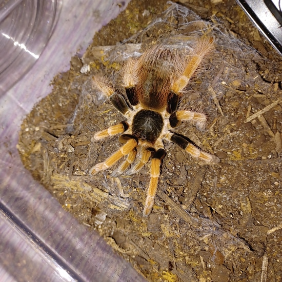Megaphobema Robustum Tarantula by Slitherers & Crawlers