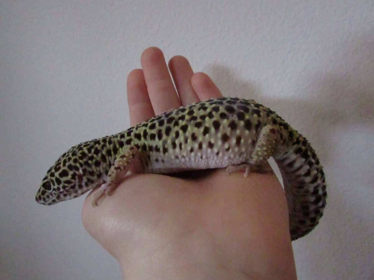 Adult Normal Leopard Gecko by Ishwari's Geckos - MorphMarket