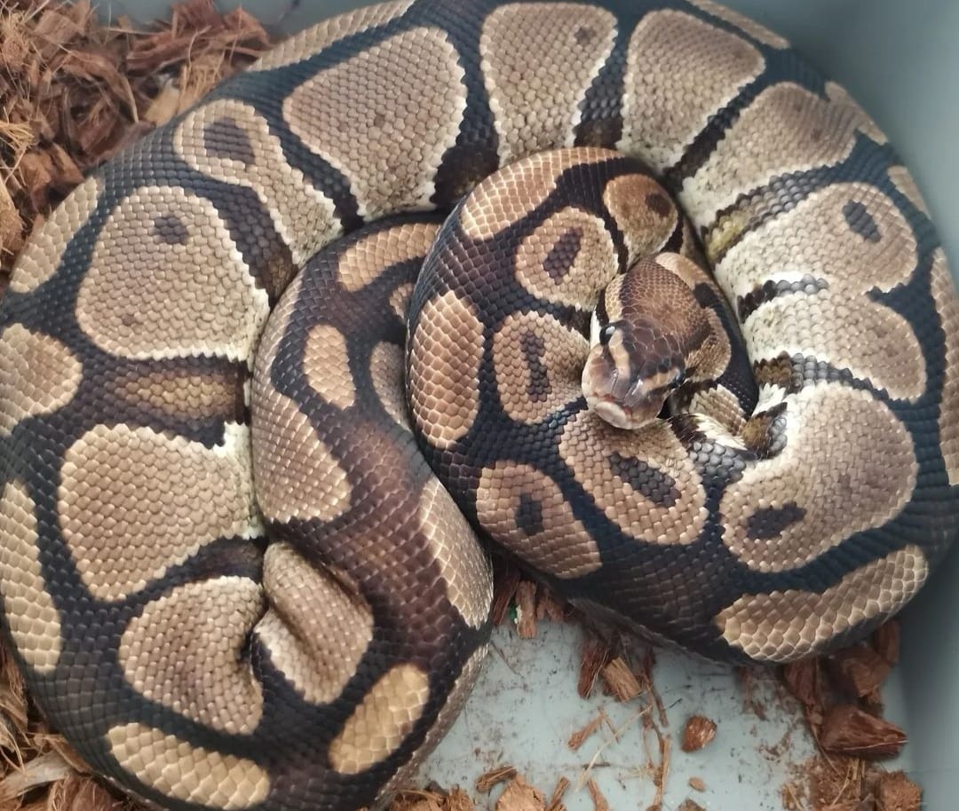 Specter Female Proven Ball Python by Reign Supreme Royals - MorphMarket