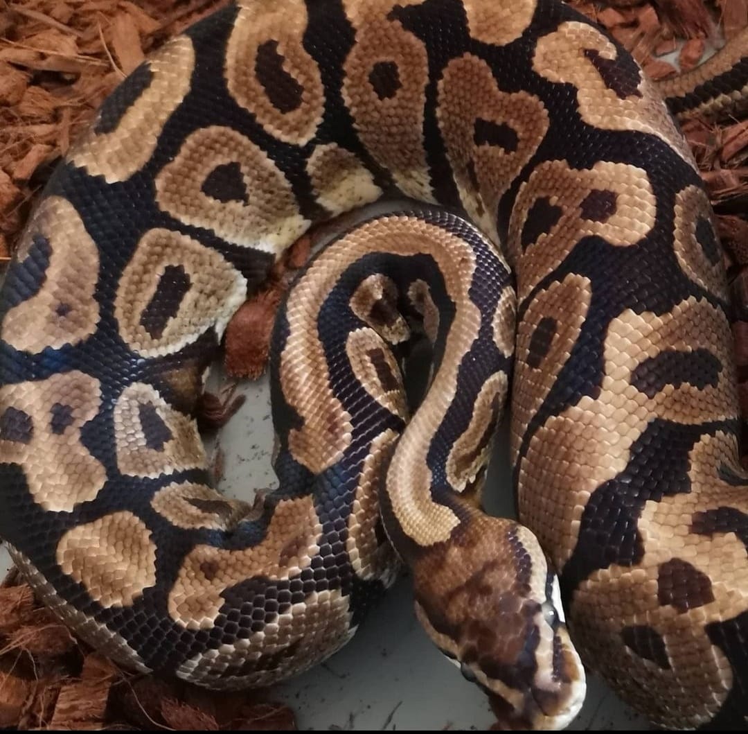 Spotnose Het Albino Proven Ball Python by Reign Supreme Royals ...