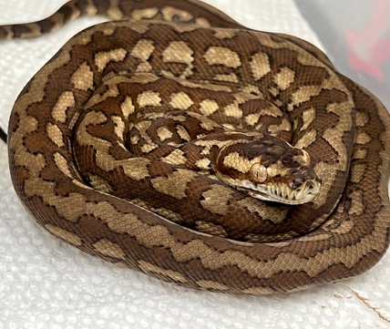 Caramel Coastal Carpet Python by Reigning Reptiles, LLC - MorphMarket