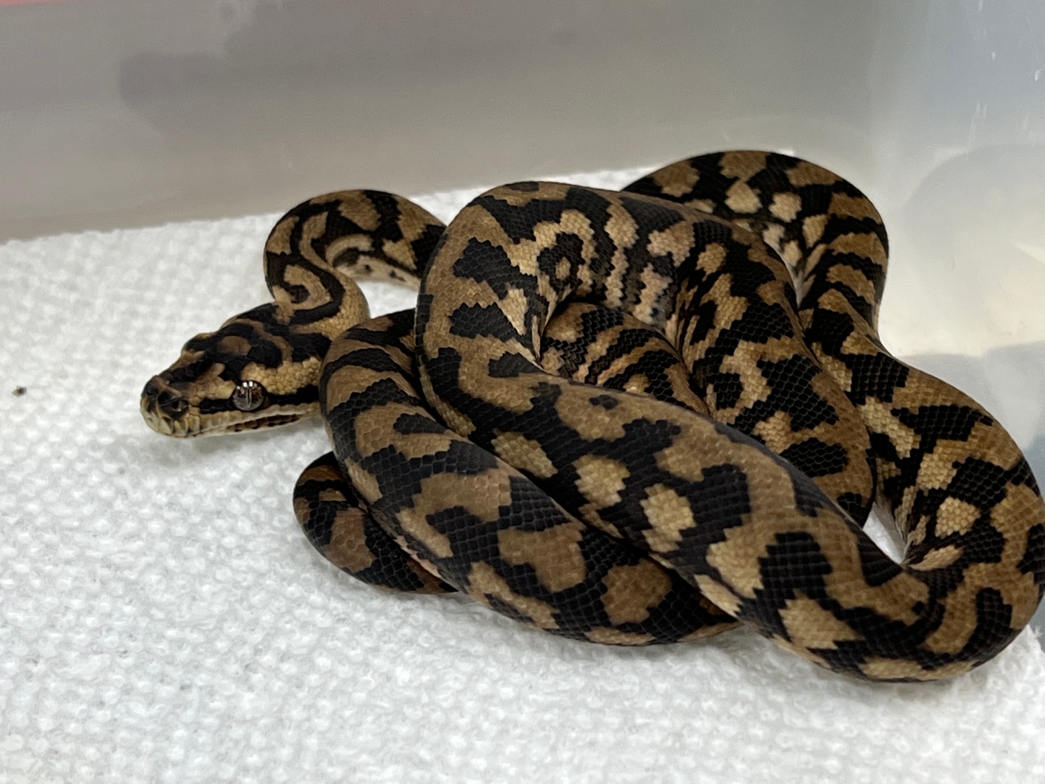 Caramel Coastal Carpet Python by Reigning Reptiles, LLC - MorphMarket