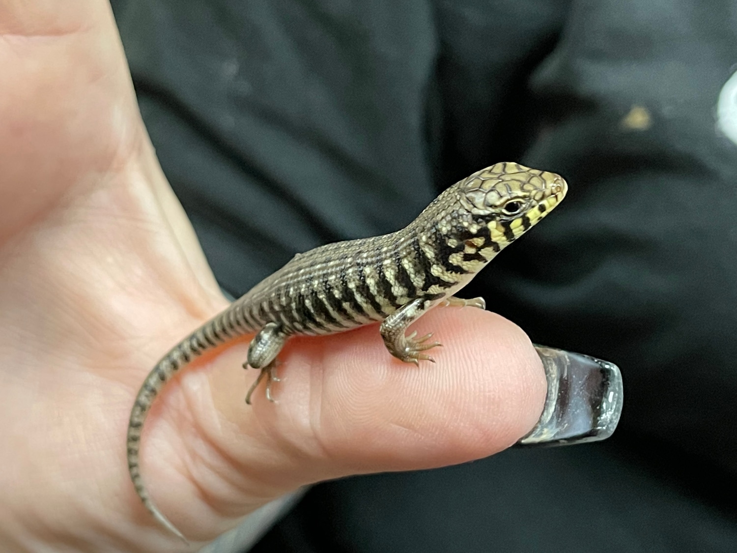 Zebra Skink Other Skink by Reigning Reptiles, LLC - MorphMarket