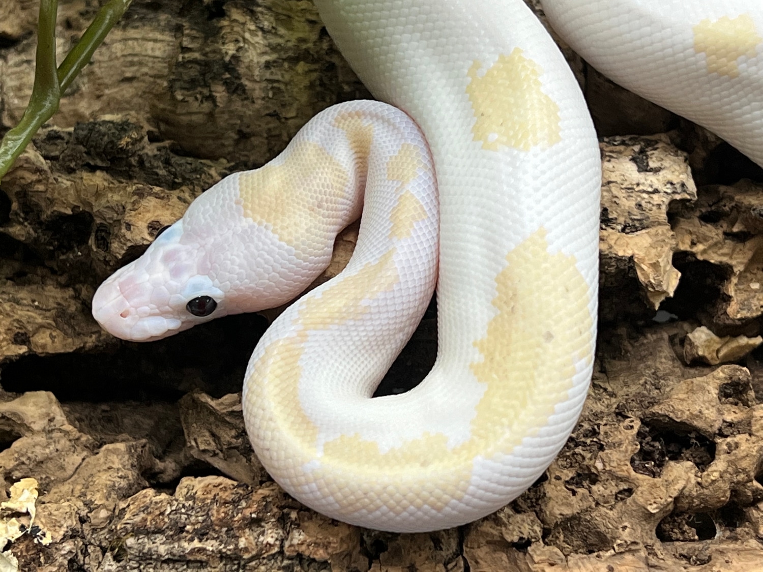 BEL Super Fire Ball Python by Reigning Reptiles, LLC - MorphMarket