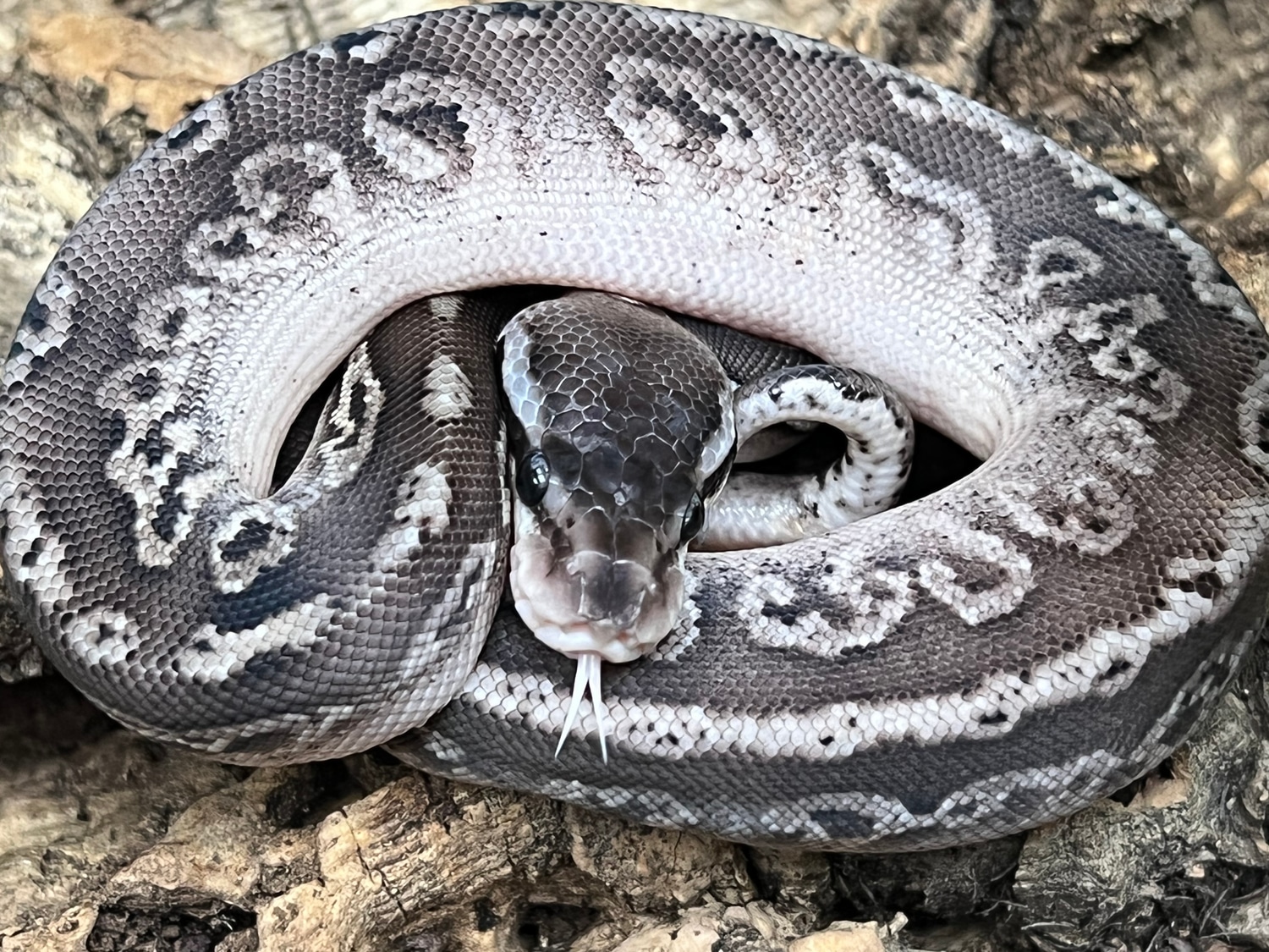 Black Pewter Mahogany Yellowbelly 100% Het Pied Ball Python by Reigning ...