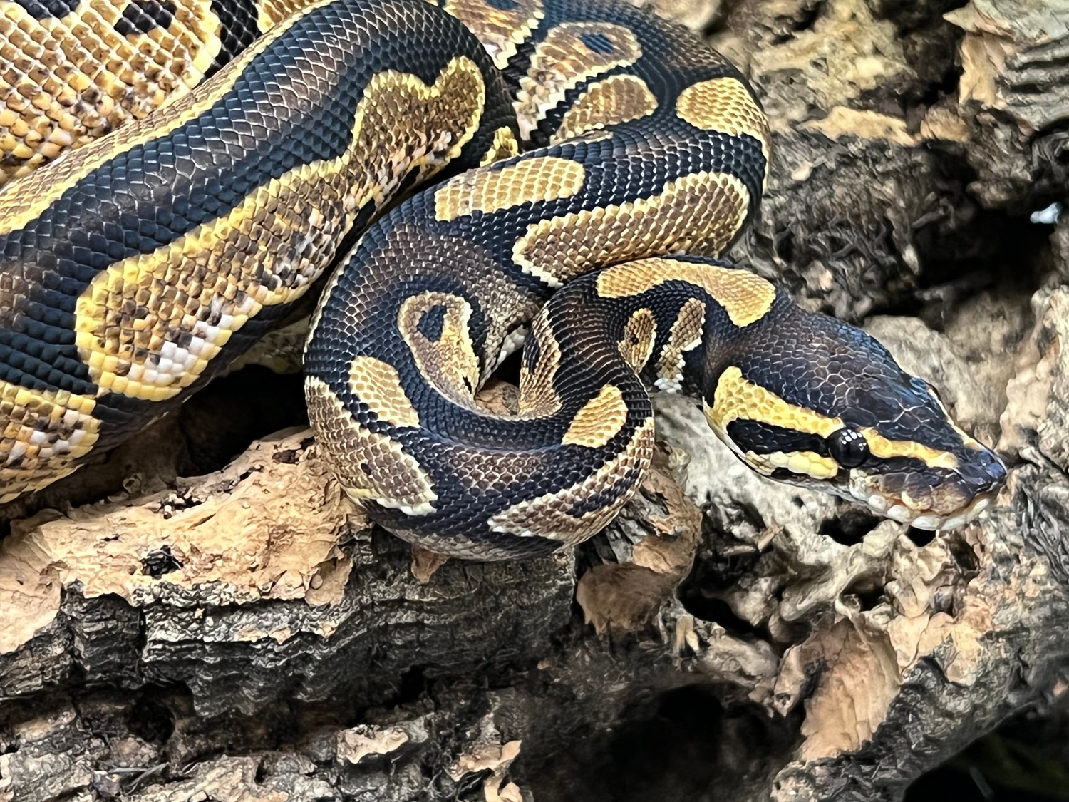Calico Enchi Orange Dream Ball Python by Reigning Reptiles, LLC ...