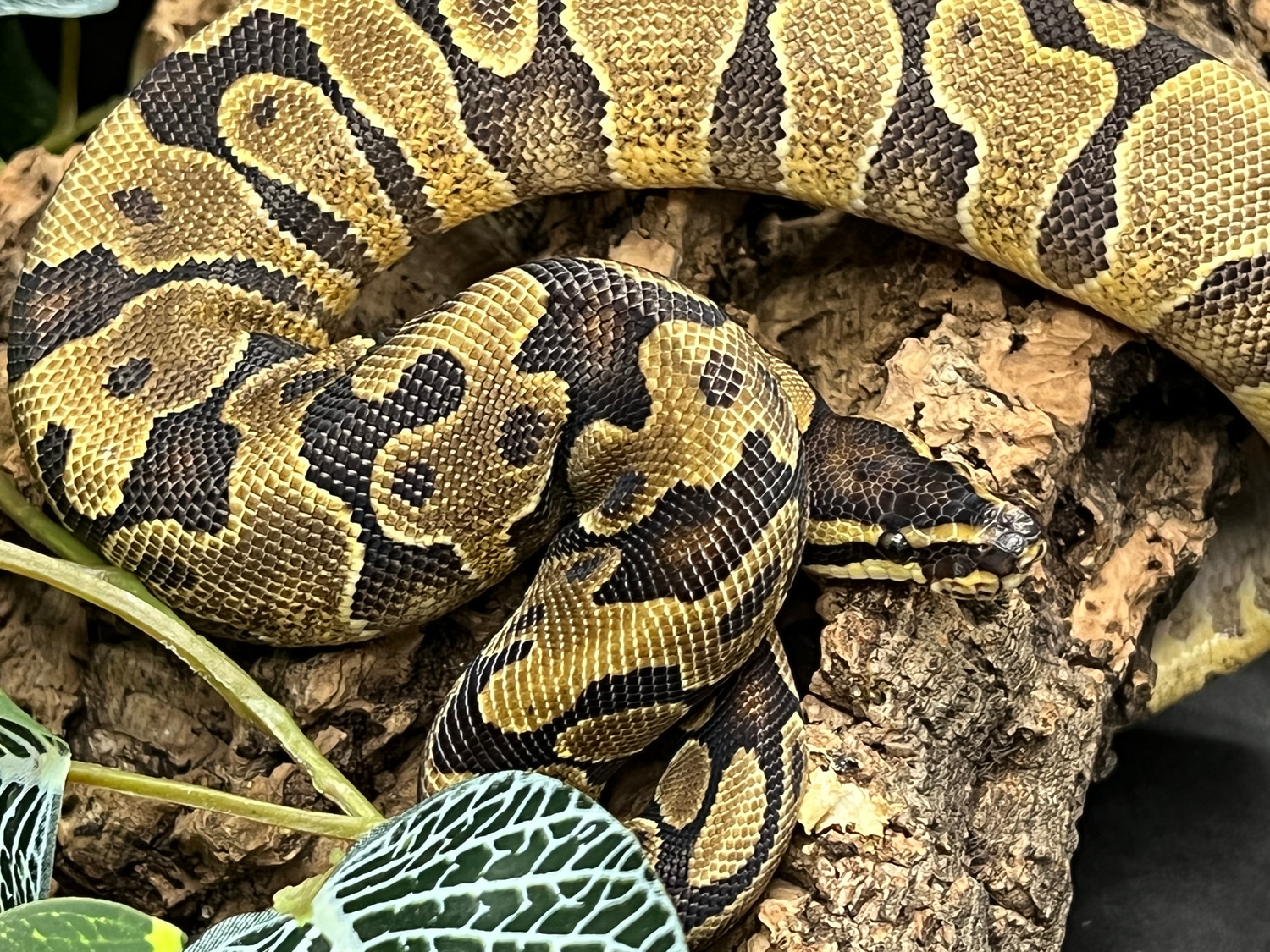 Enchi Asphalt/Yellowbelly Ball Python by Reigning Reptiles, LLC ...