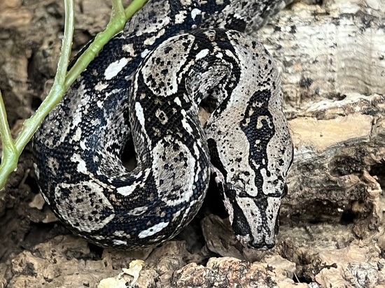 Sonoran Boa Boa Constrictor by Curious Pets and Curiosities, Inc