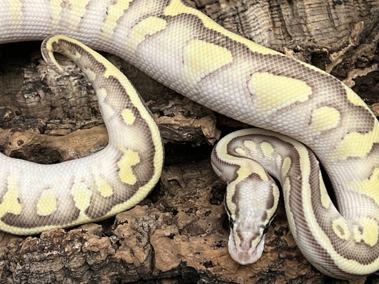 Firefly Lesser Ball Python by Curious Pets and Curiosities, Inc